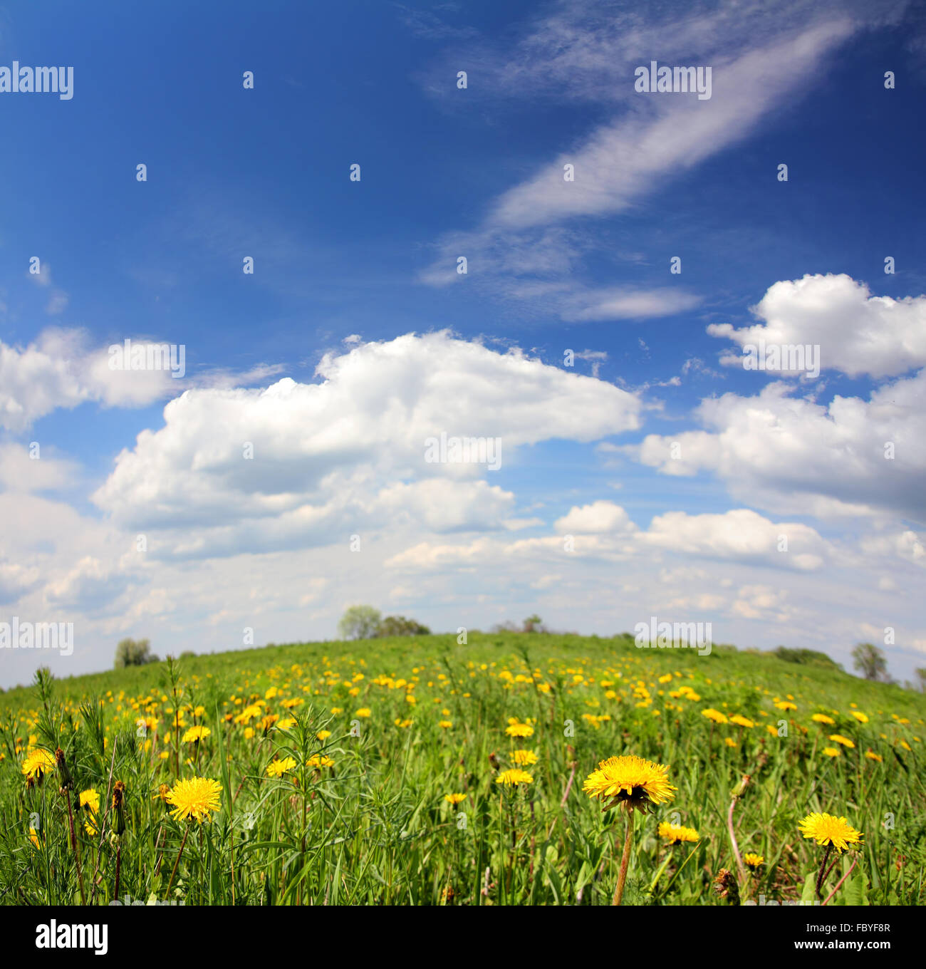 spring landscape with dandelion flowers Stock Photo - Alamy