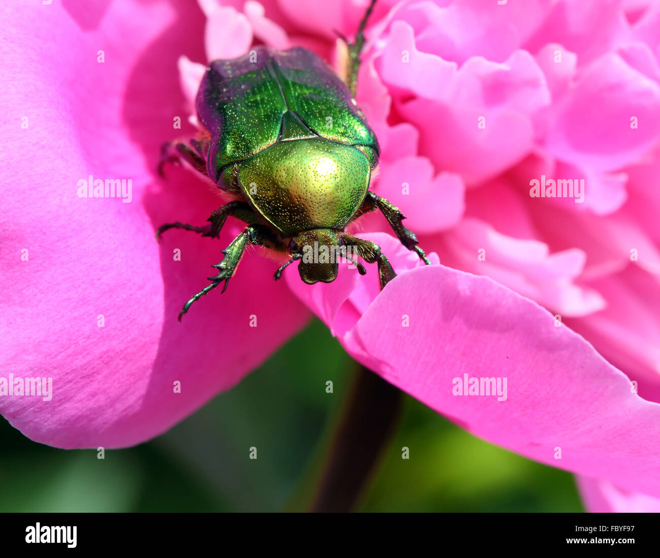 Scary beetle hi-res stock photography and images - Alamy