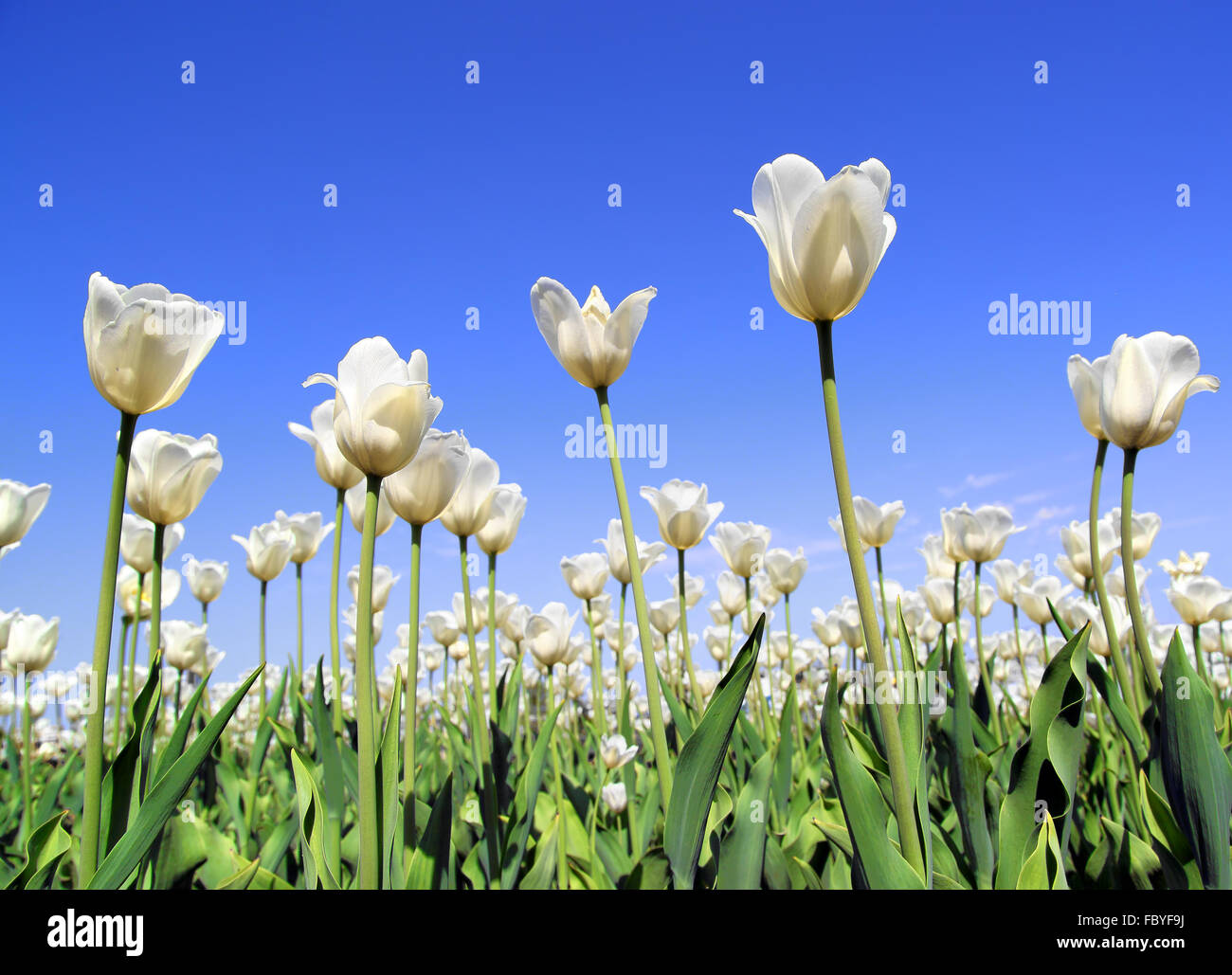 field of white tulips blooming Stock Photo - Alamy