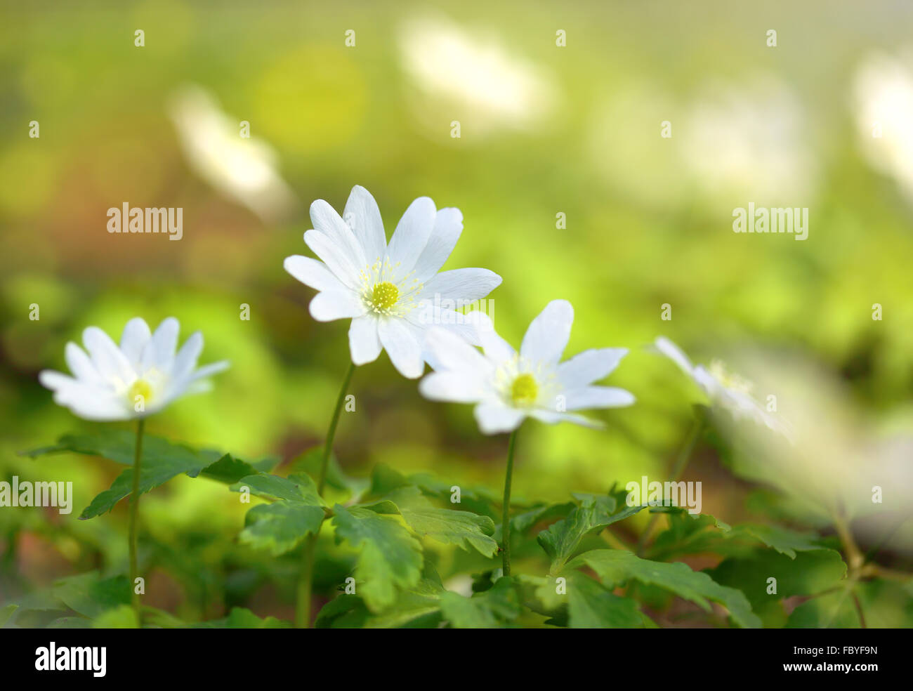snowdrop flowers in sunlight Stock Photo - Alamy