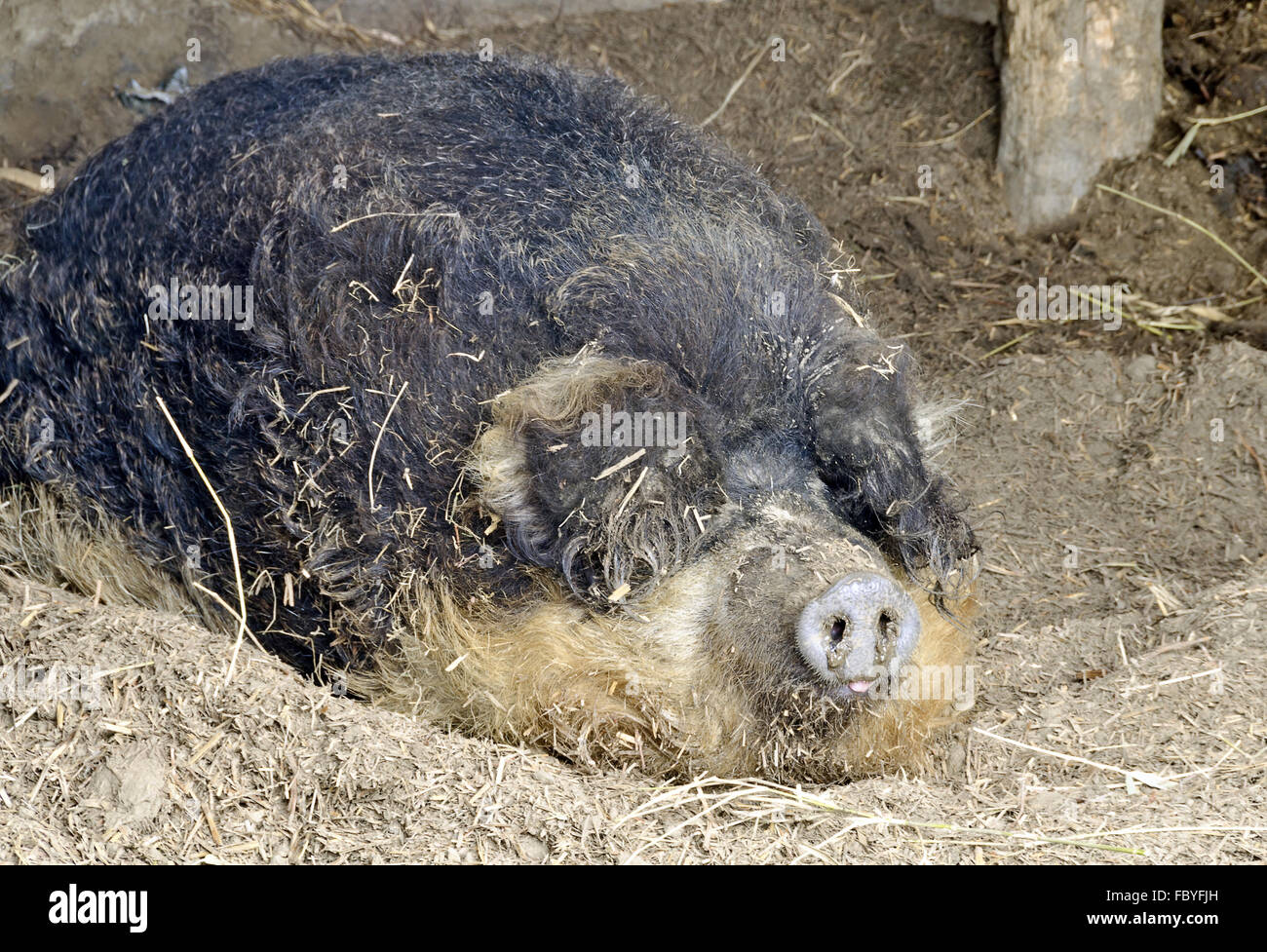 sleeping hungarian woolly pig Stock Photo - Alamy