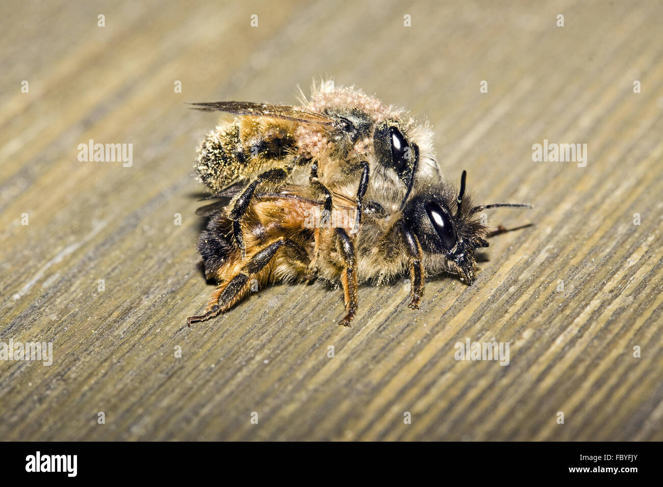 Red Mason Bee Stock Photo - Alamy