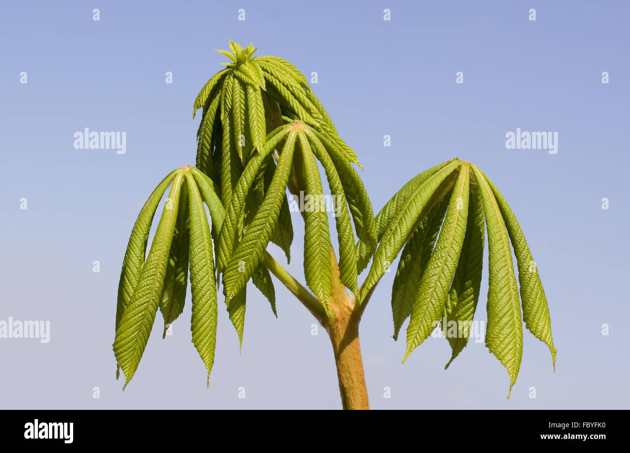 Conker tree hi-res stock photography and images - Alamy
