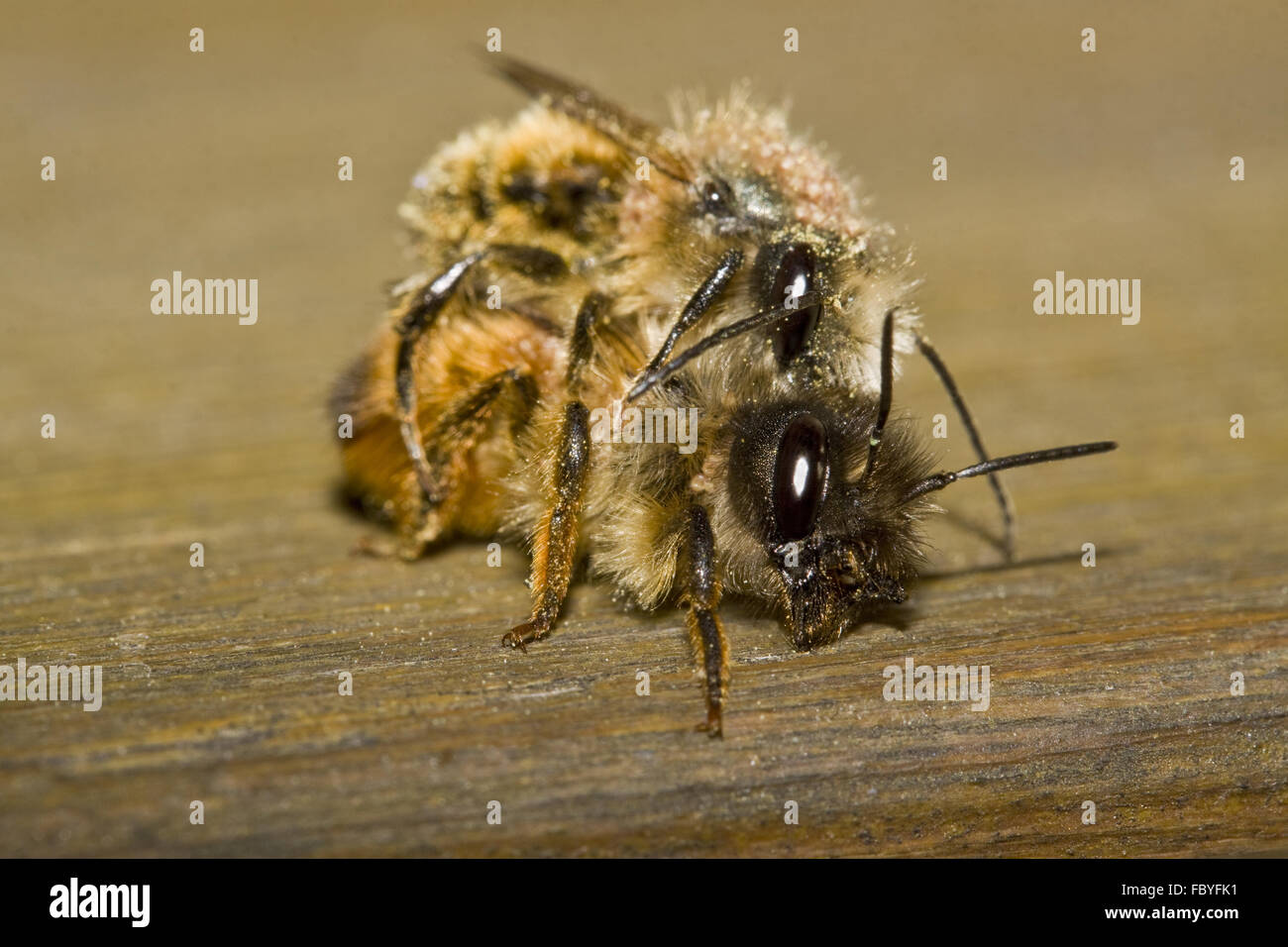 Red Mason Bee Stock Photo - Alamy