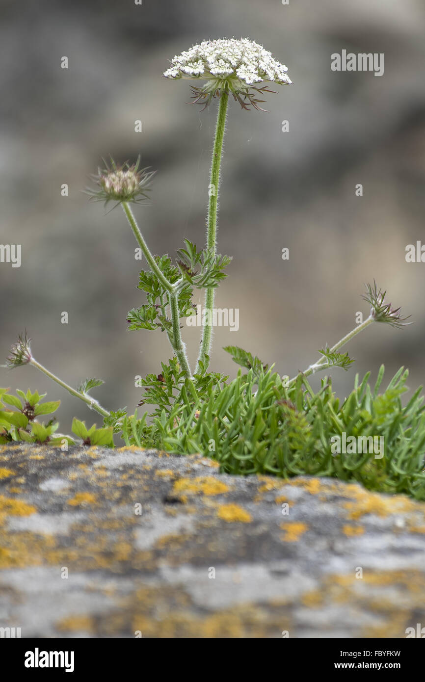 Wallflower hi-res stock photography and images - Alamy
