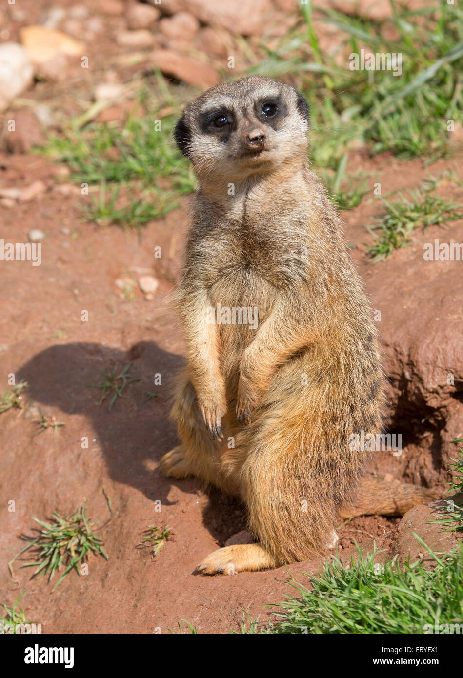Suricate standing hi-res stock photography and images - Alamy