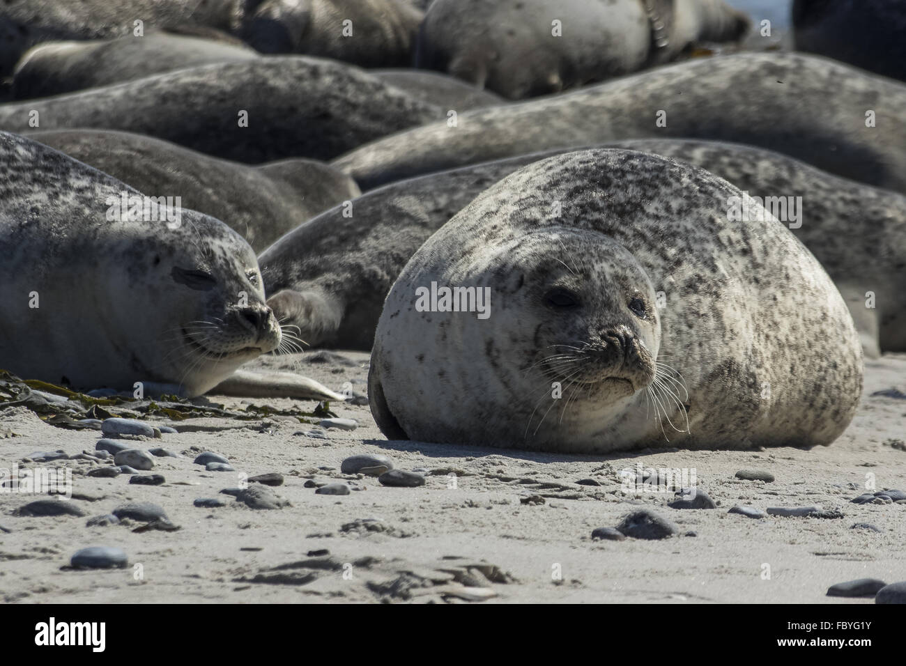Gray seal rookery hi-res stock photography and images - Alamy