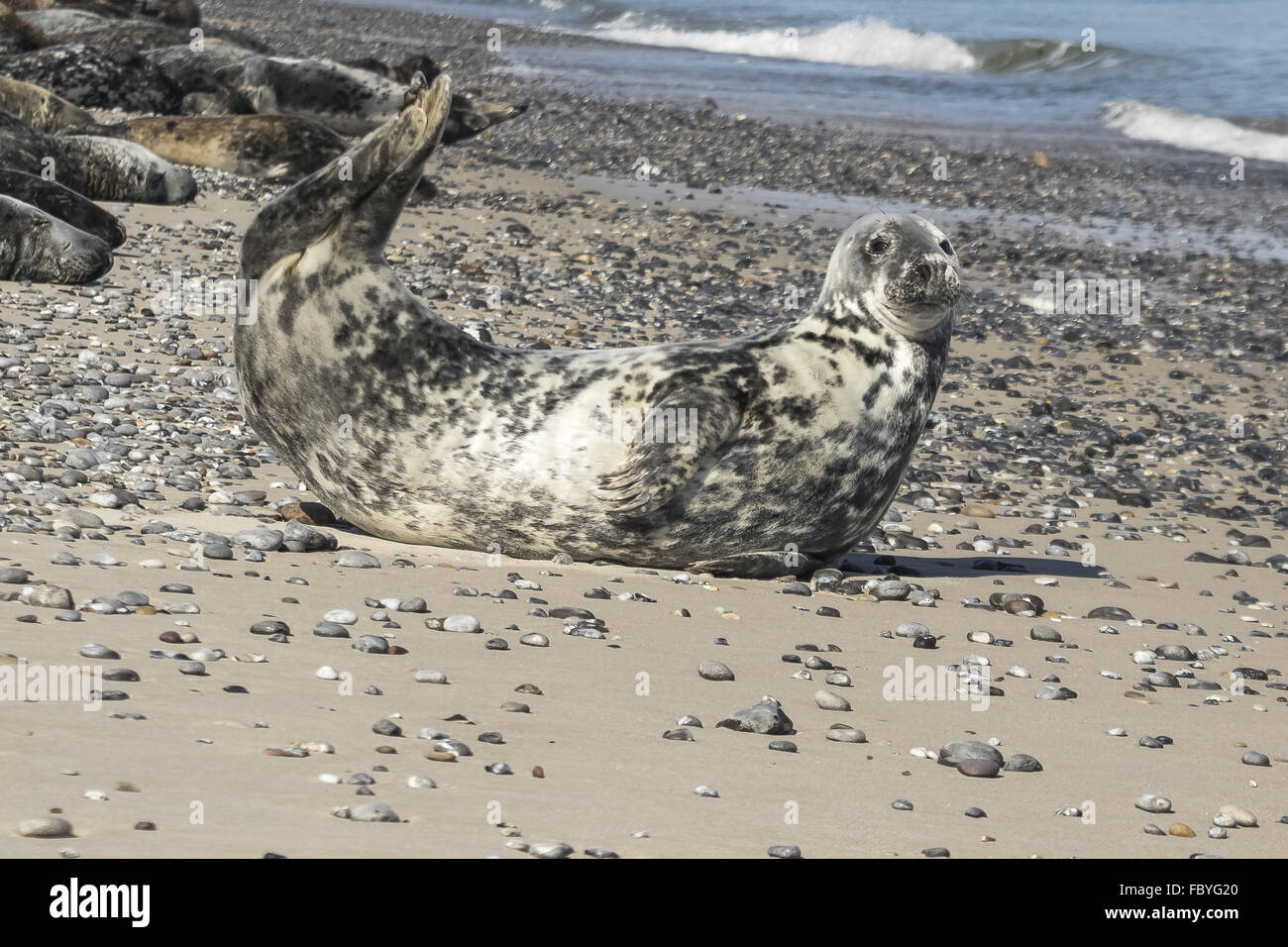 Seal look hi-res stock photography and images - Alamy