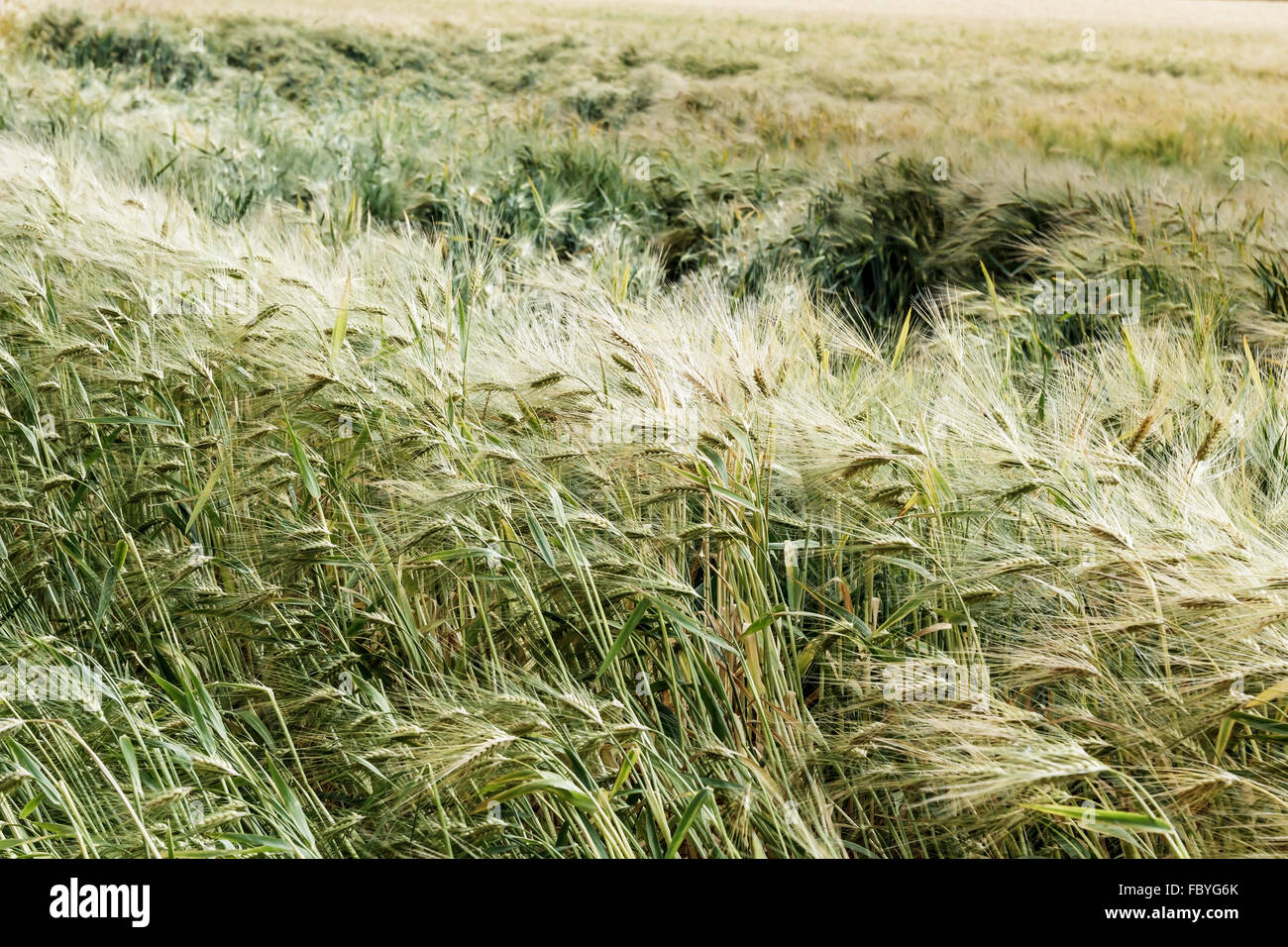 Wind in the weigh hi-res stock photography and images - Alamy