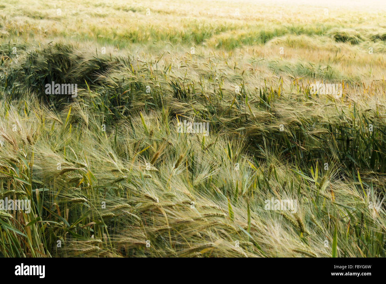 Wheatfield in the wind Stock Photo - Alamy