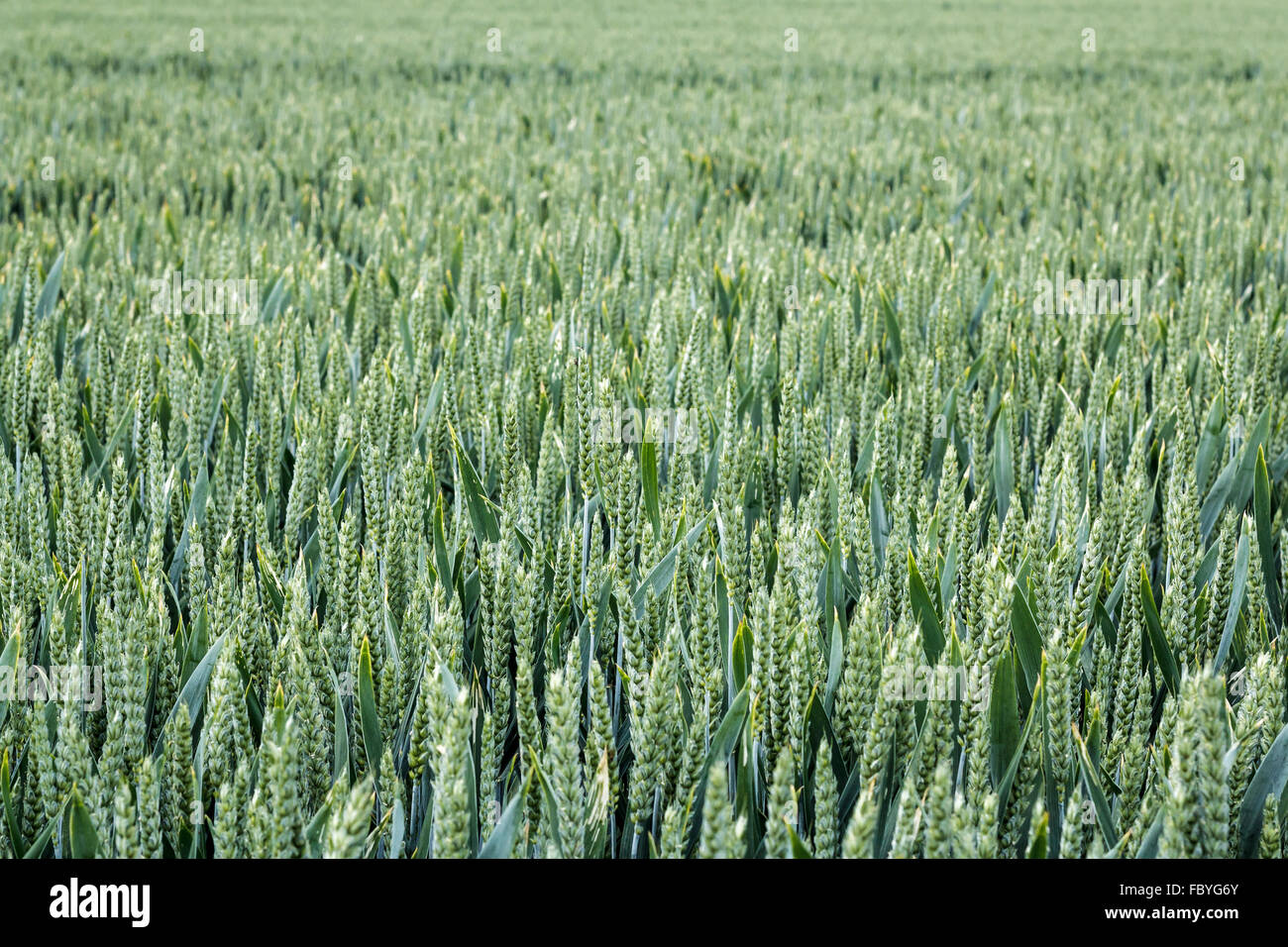 Green ears of grain Stock Photo - Alamy