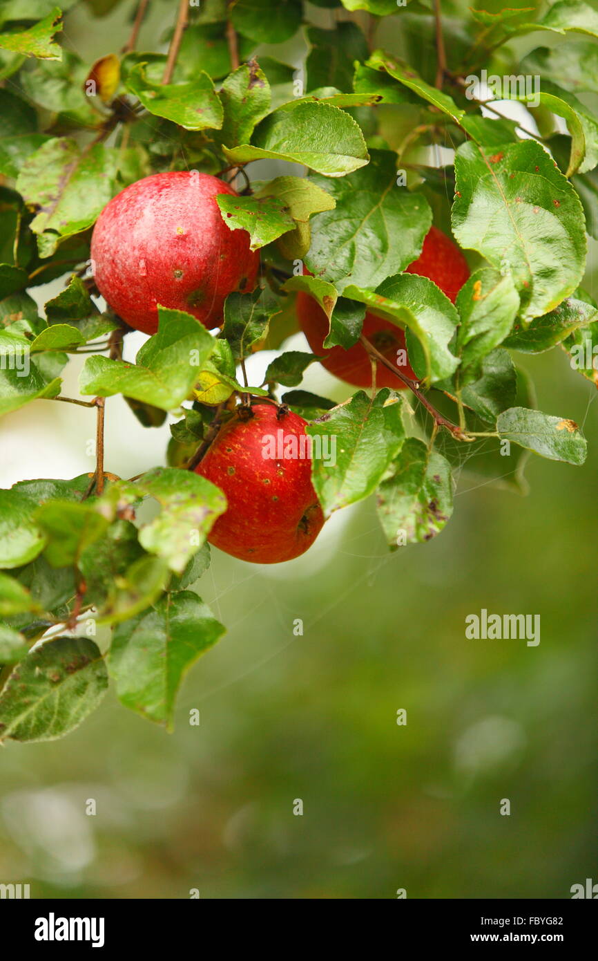 Red apple growing on tree. Natural products Stock Photo - Alamy