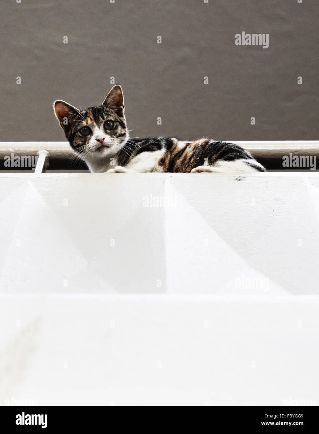 cat on balcony Stock Photo - Alamy