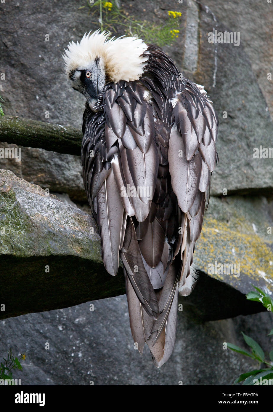 Sitting eagle hi-res stock photography and images - Alamy
