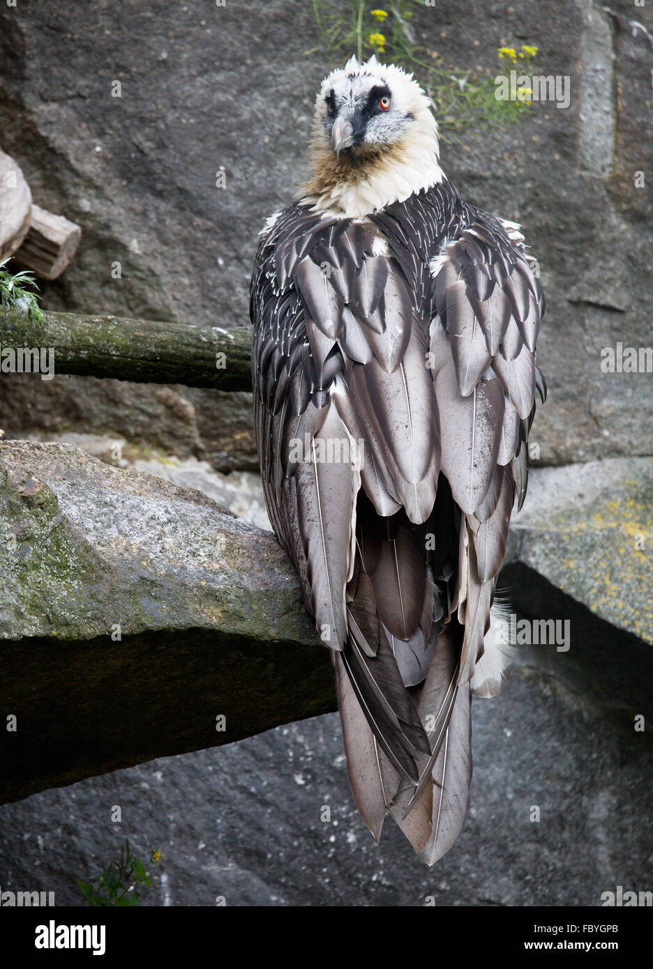 Sitting eagle hi-res stock photography and images - Alamy