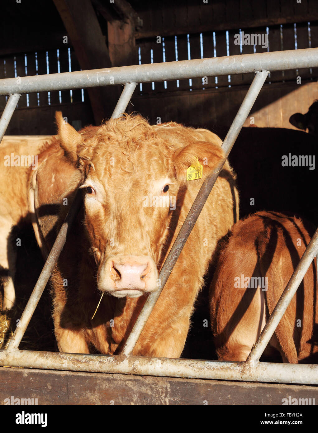 Barnyard tiere hi-res stock photography and images - Alamy