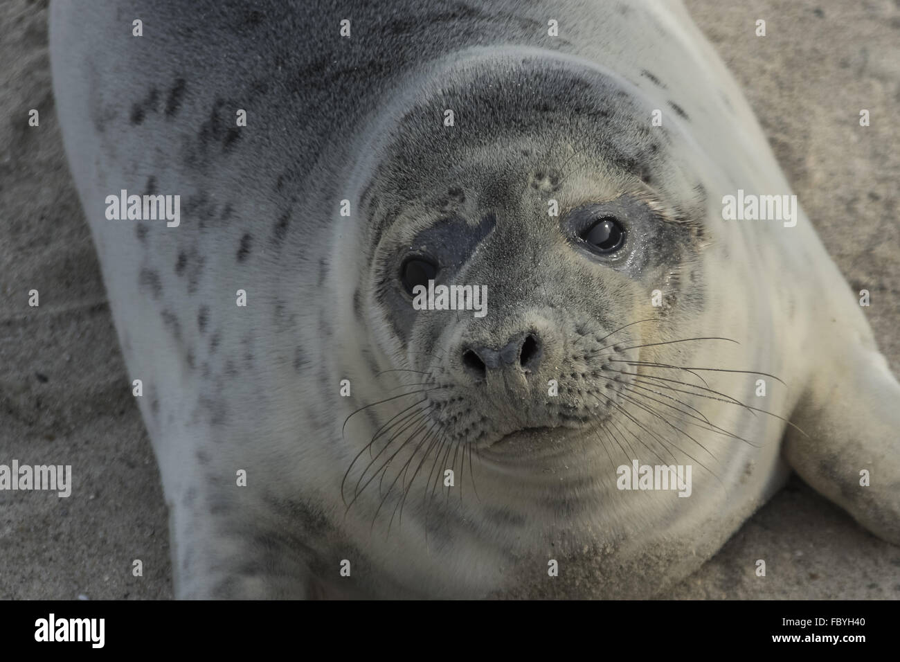 Portrait of a seal Stock Photo - Alamy