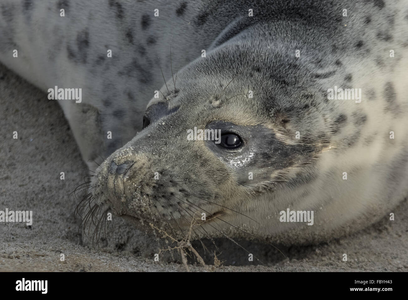 Pleeeeease hi-res stock photography and images - Alamy