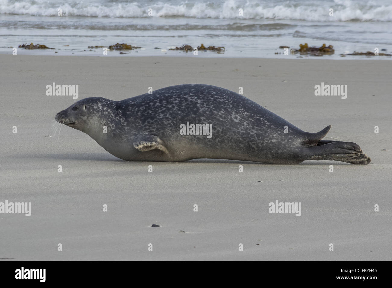 Staaaaart hi-res stock photography and images - Alamy