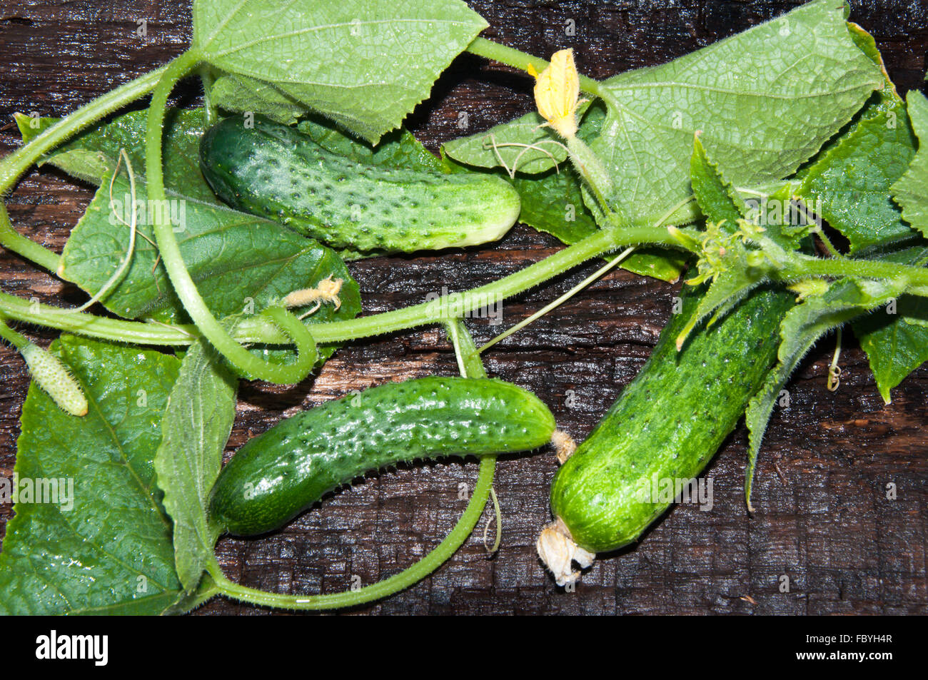 Cucumber texture hi-res stock photography and images - Alamy