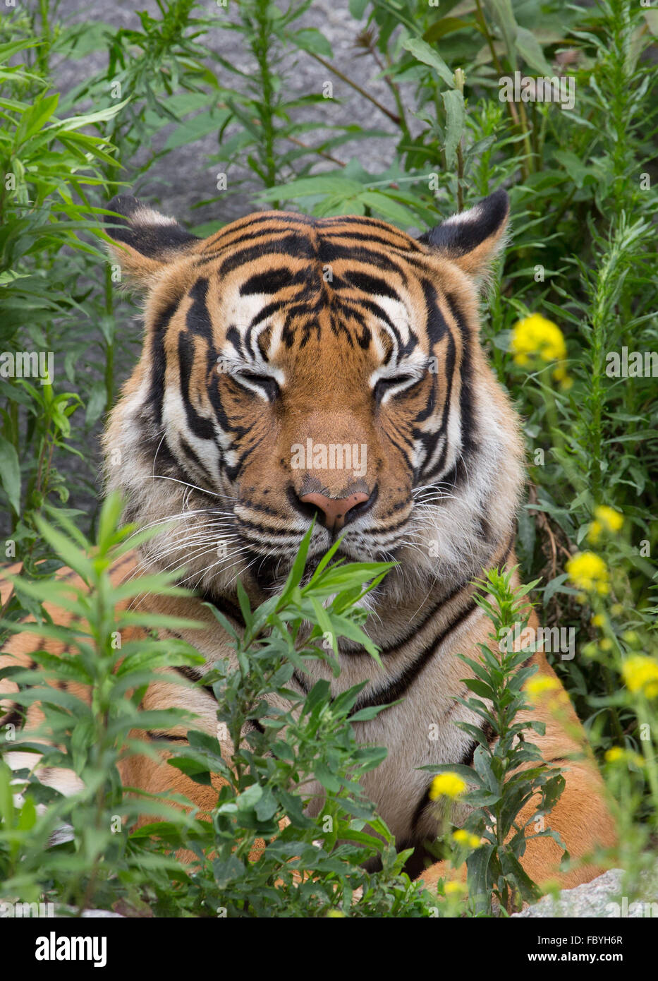 Sleepy tiger hi-res stock photography and images - Alamy