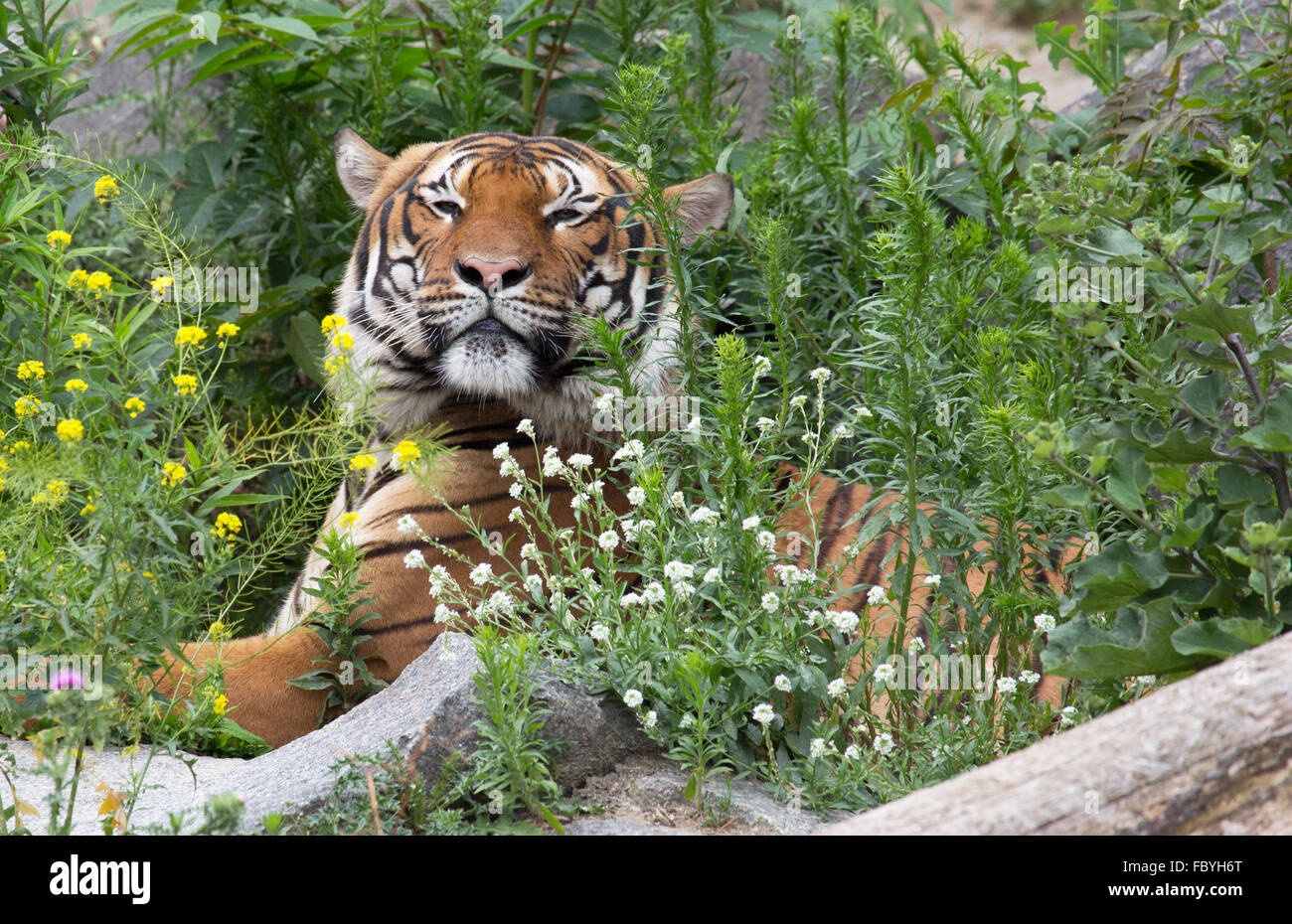 tiger behind bushes Stock Photo - Alamy