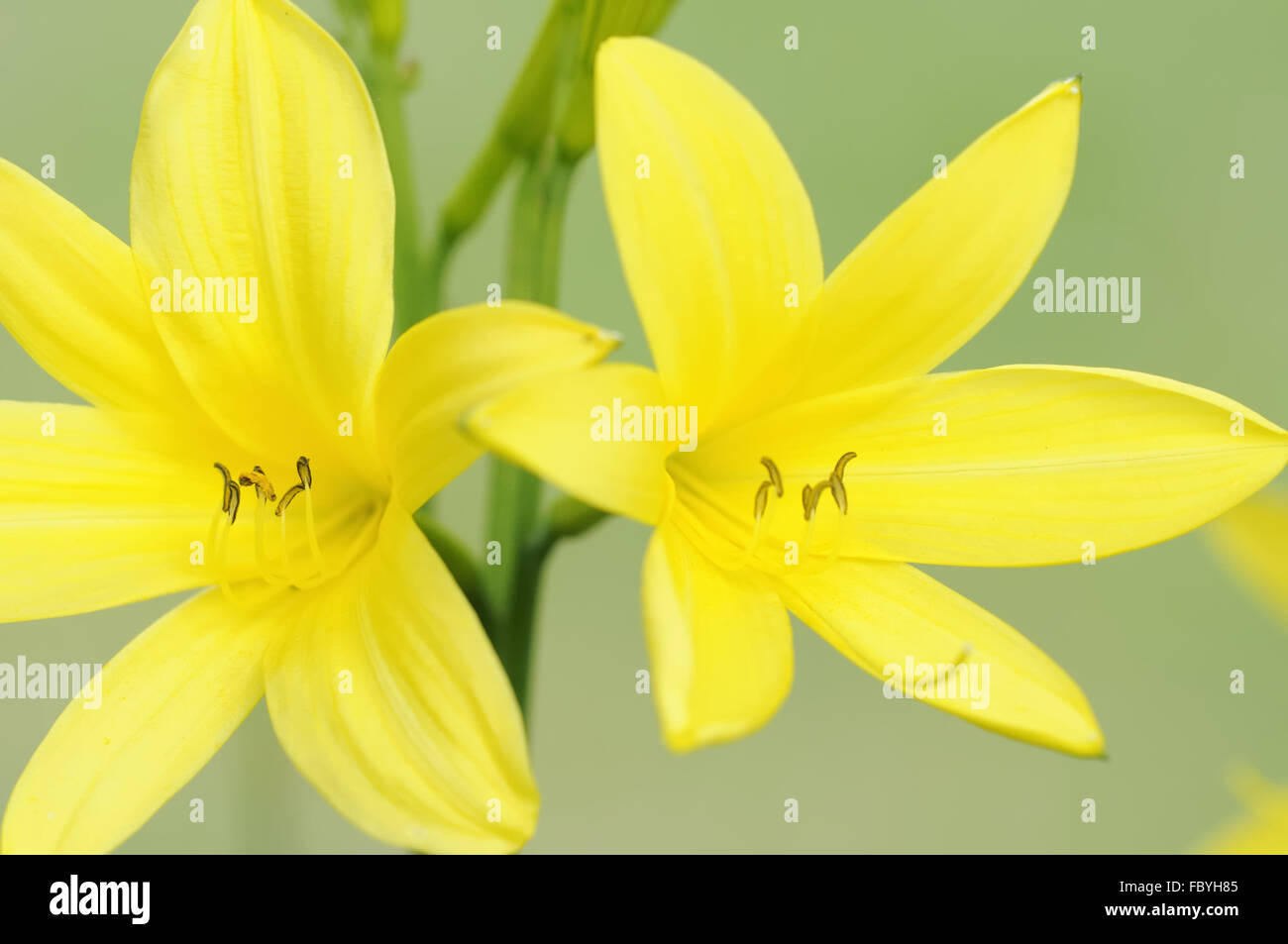 Summer daylilies hi-res stock photography and images - Alamy