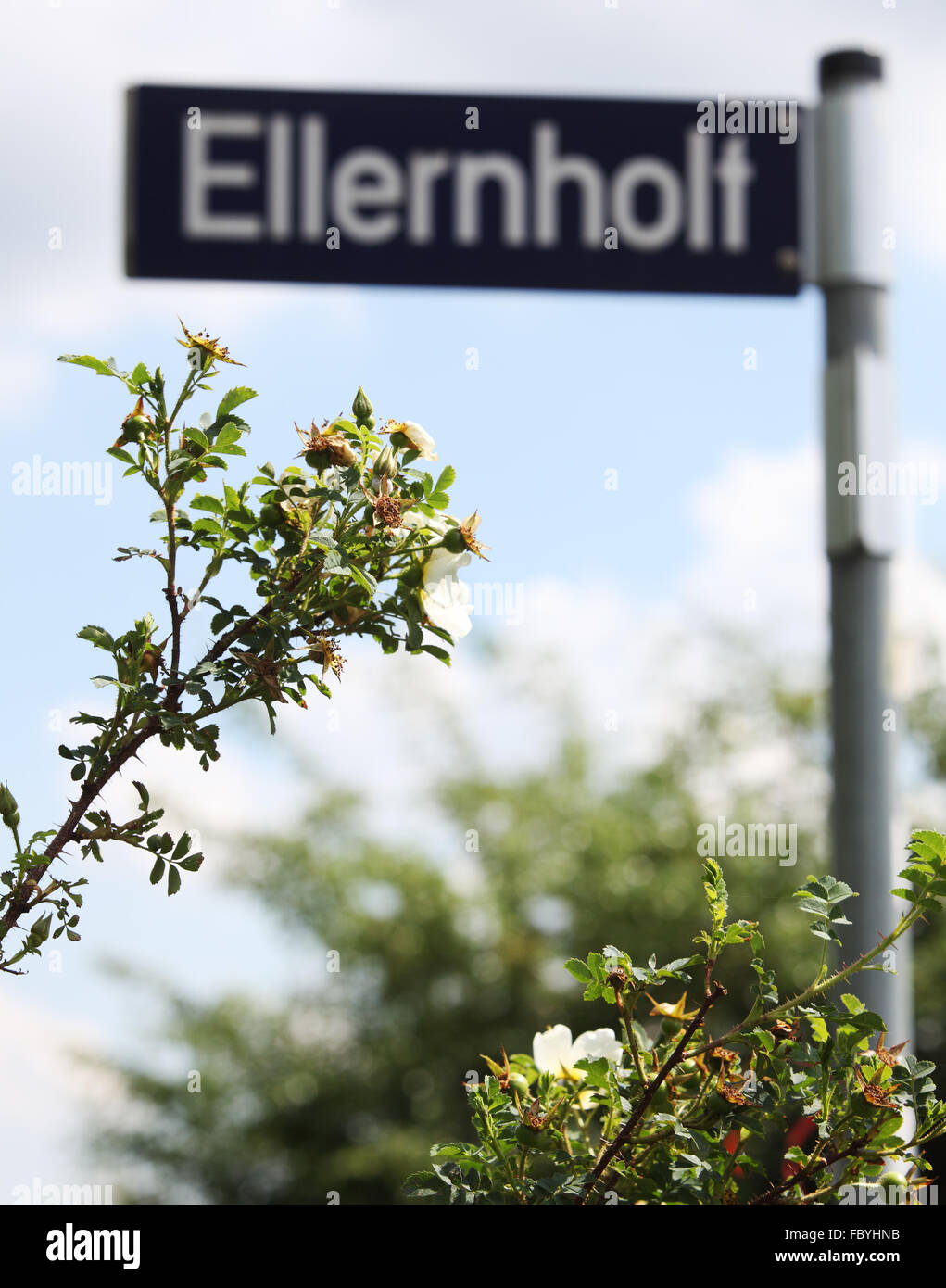 Rosen strasse hi-res stock photography and images - Alamy