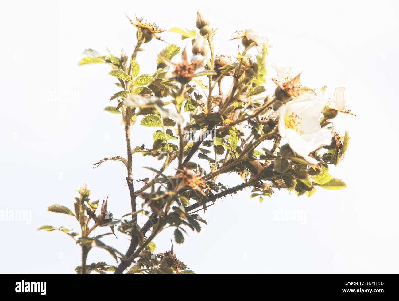 Wild rosen hi-res stock photography and images - Alamy