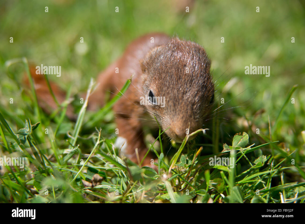Squirrel baby 8 Stock Photo - Alamy