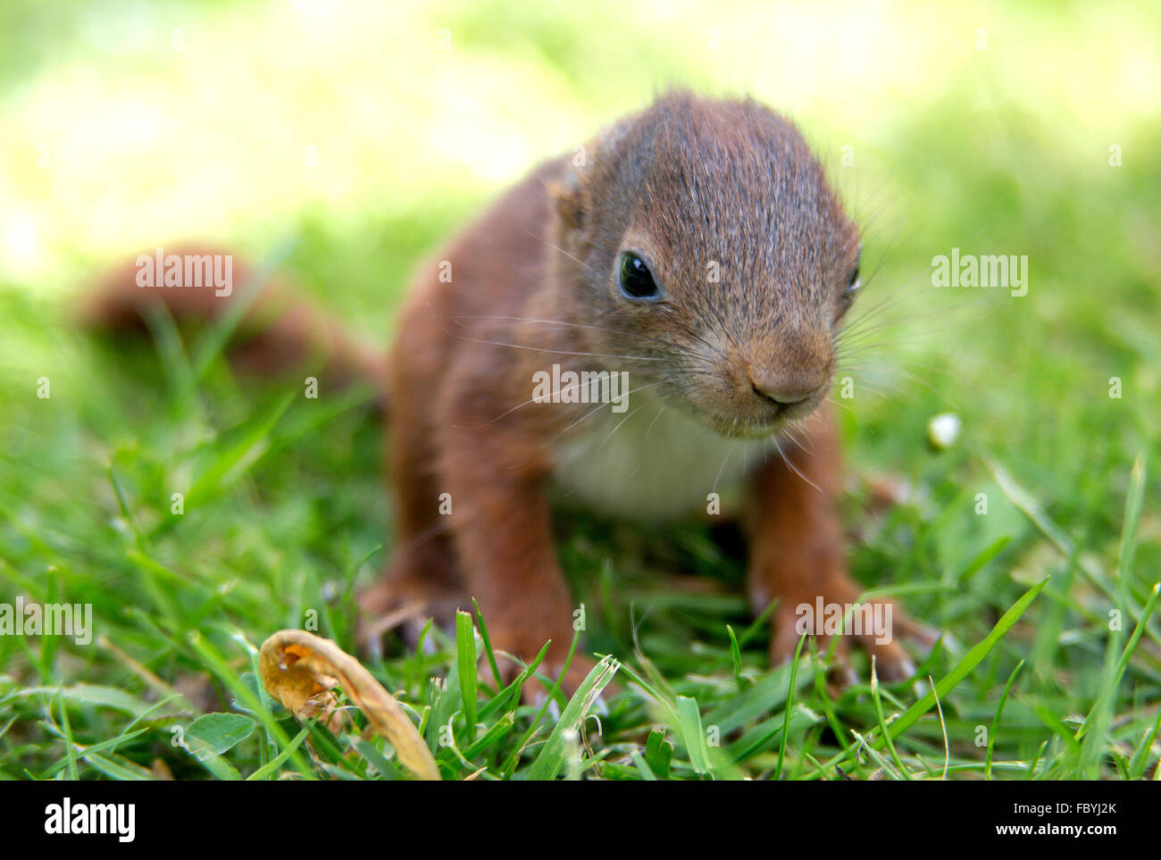 Squirrel baby 6 Stock Photo - Alamy