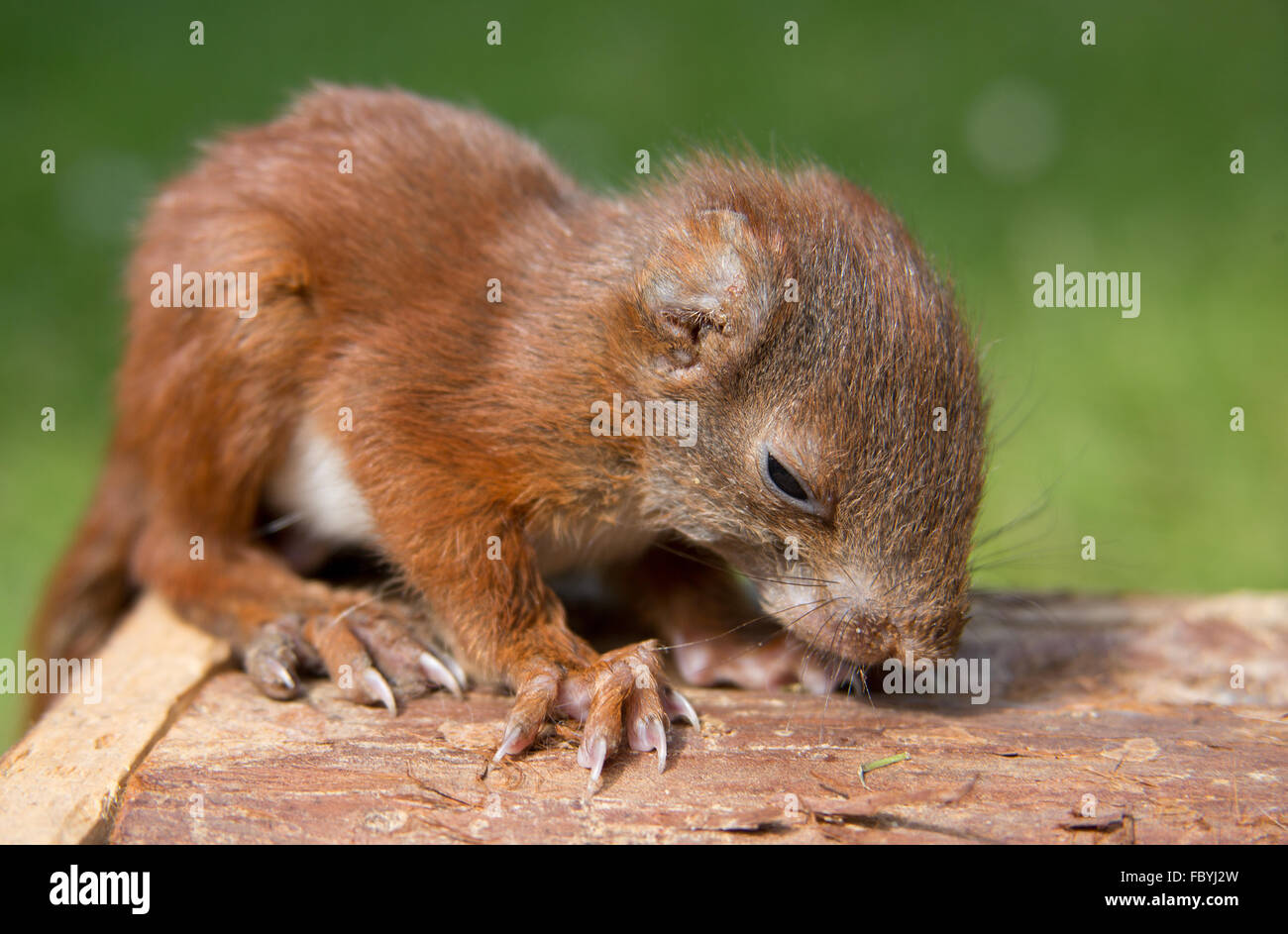 Squirrel baby 3 Stock Photo - Alamy