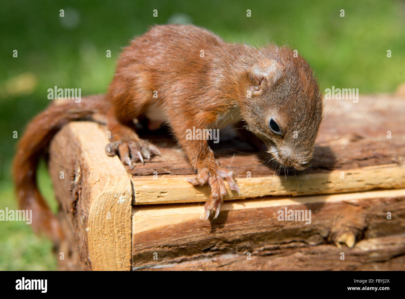 Squirrel baby 2 Stock Photo - Alamy