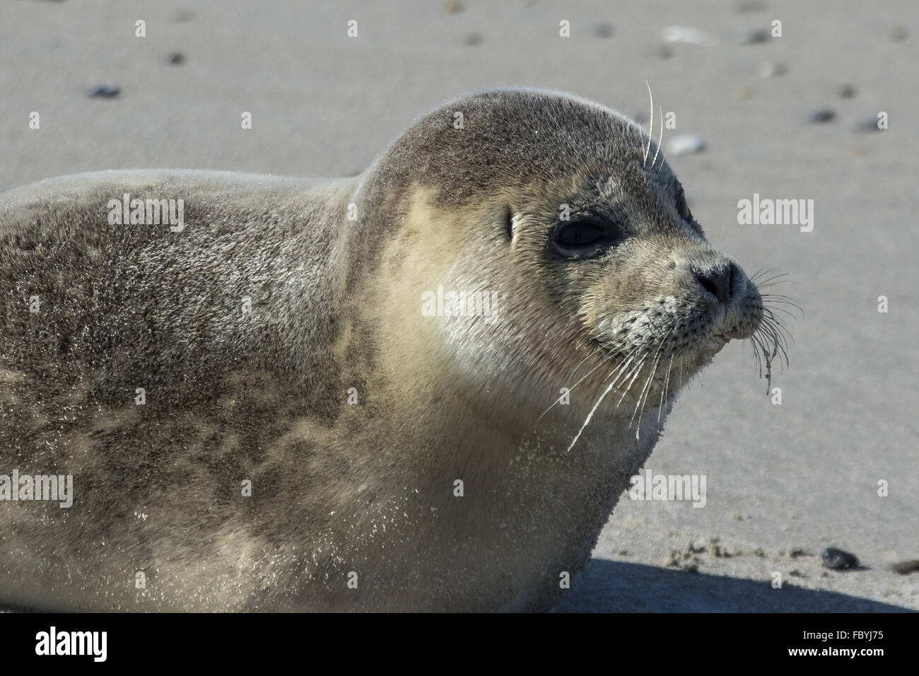 Portrait seal hi-res stock photography and images - Alamy
