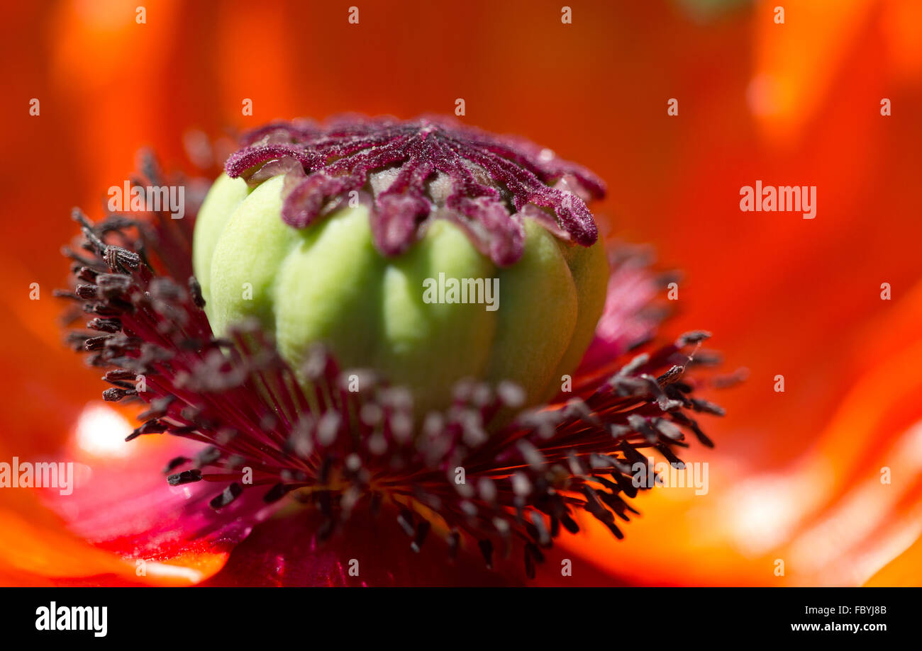 inside of a corn poppy Stock Photo - Alamy