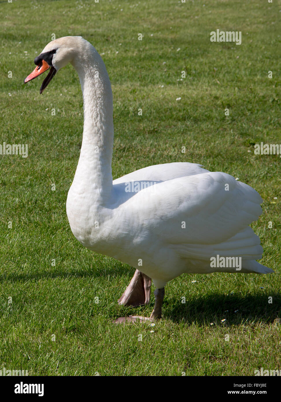 Shouting bird hi-res stock photography and images - Alamy
