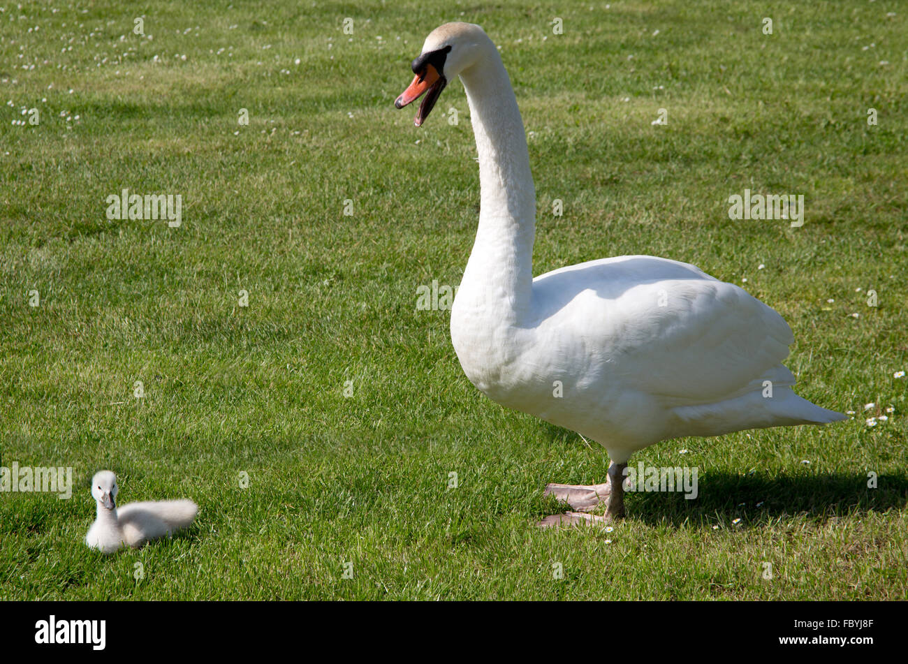 Child swan hi-res stock photography and images - Alamy