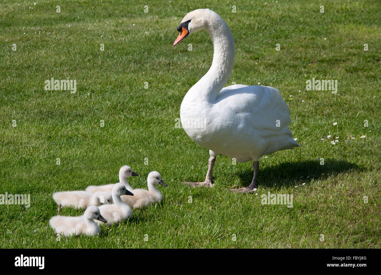 Swan mother with children hi-res stock photography and images - Alamy
