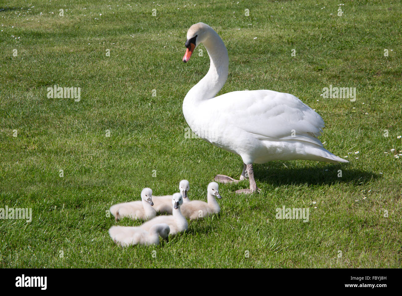 Swan mother with children hi-res stock photography and images - Alamy