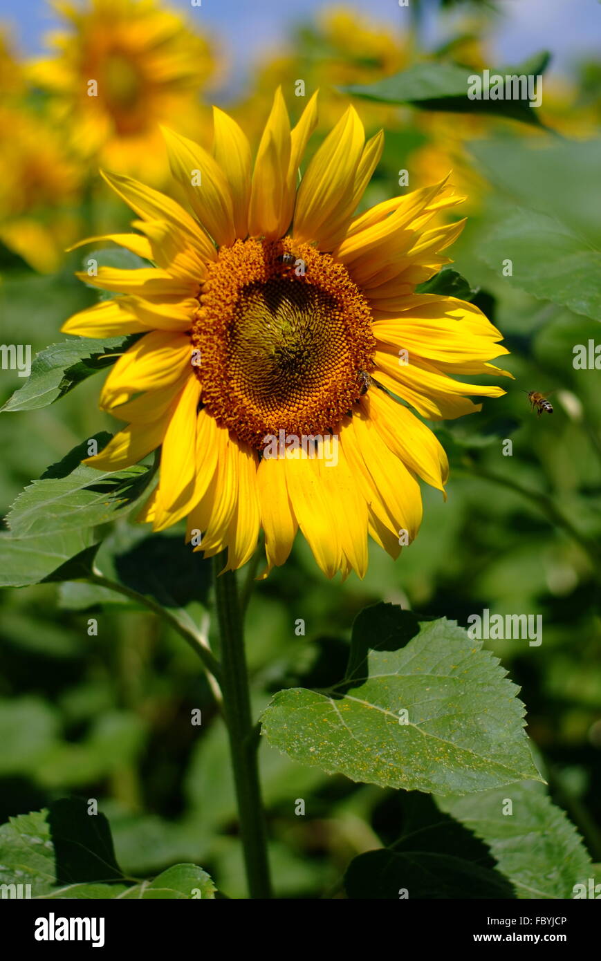 Sunflower Core High Resolution Stock Photography and Images - Alamy