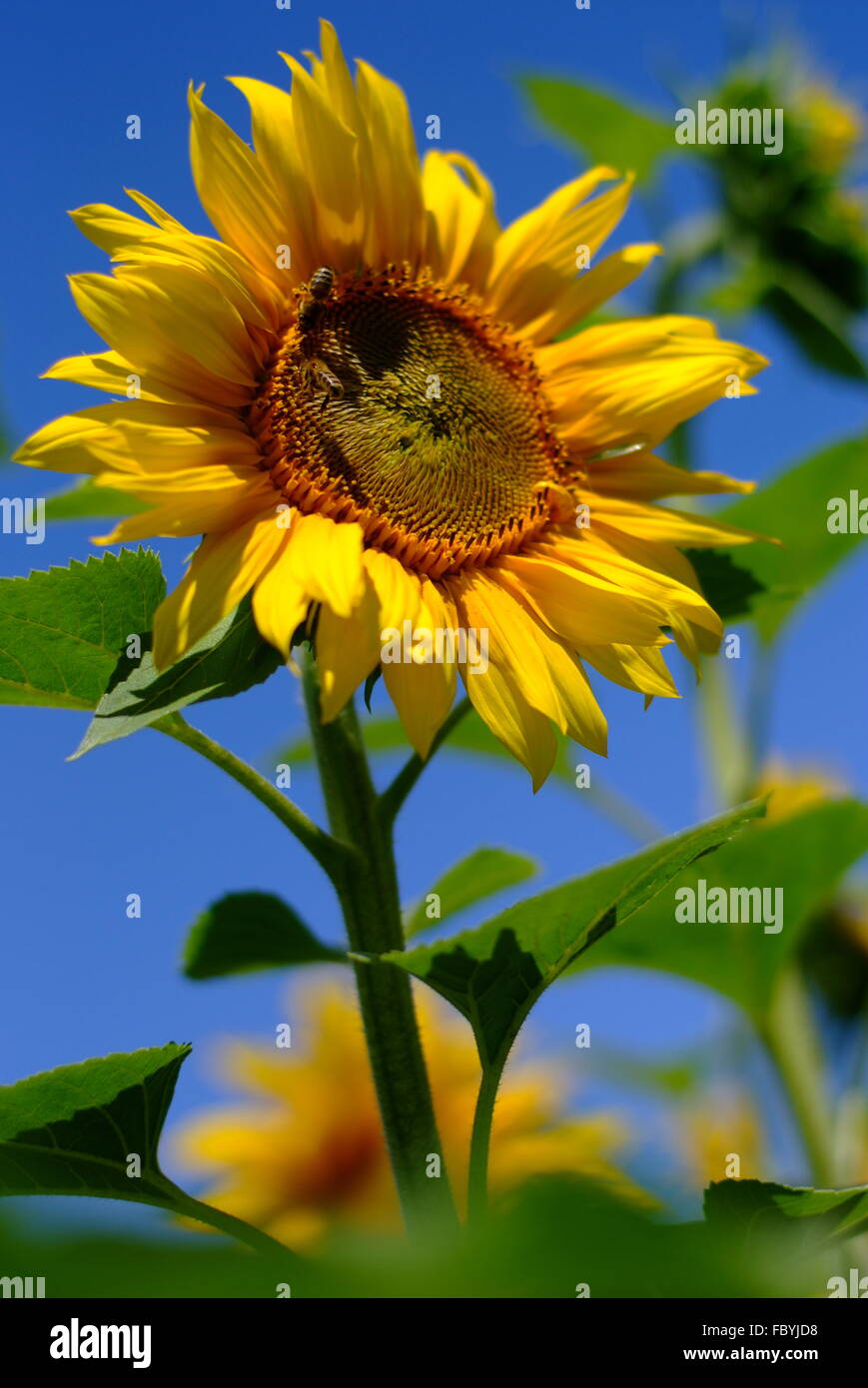 Heliotropic plants hi-res stock photography and images - Alamy
