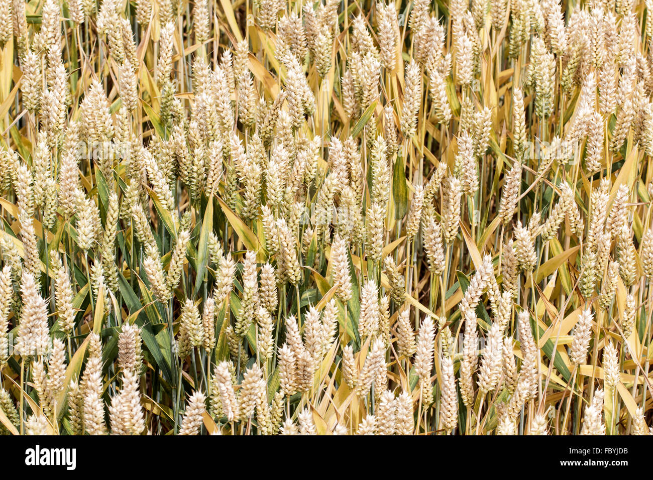 Ears of corn Stock Photo - Alamy