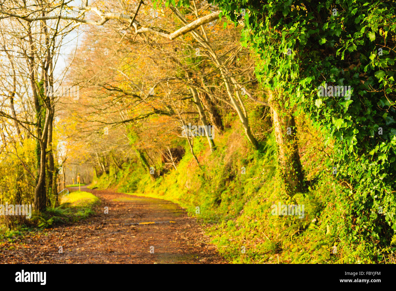 Cork forest hi-res stock photography and images - Alamy