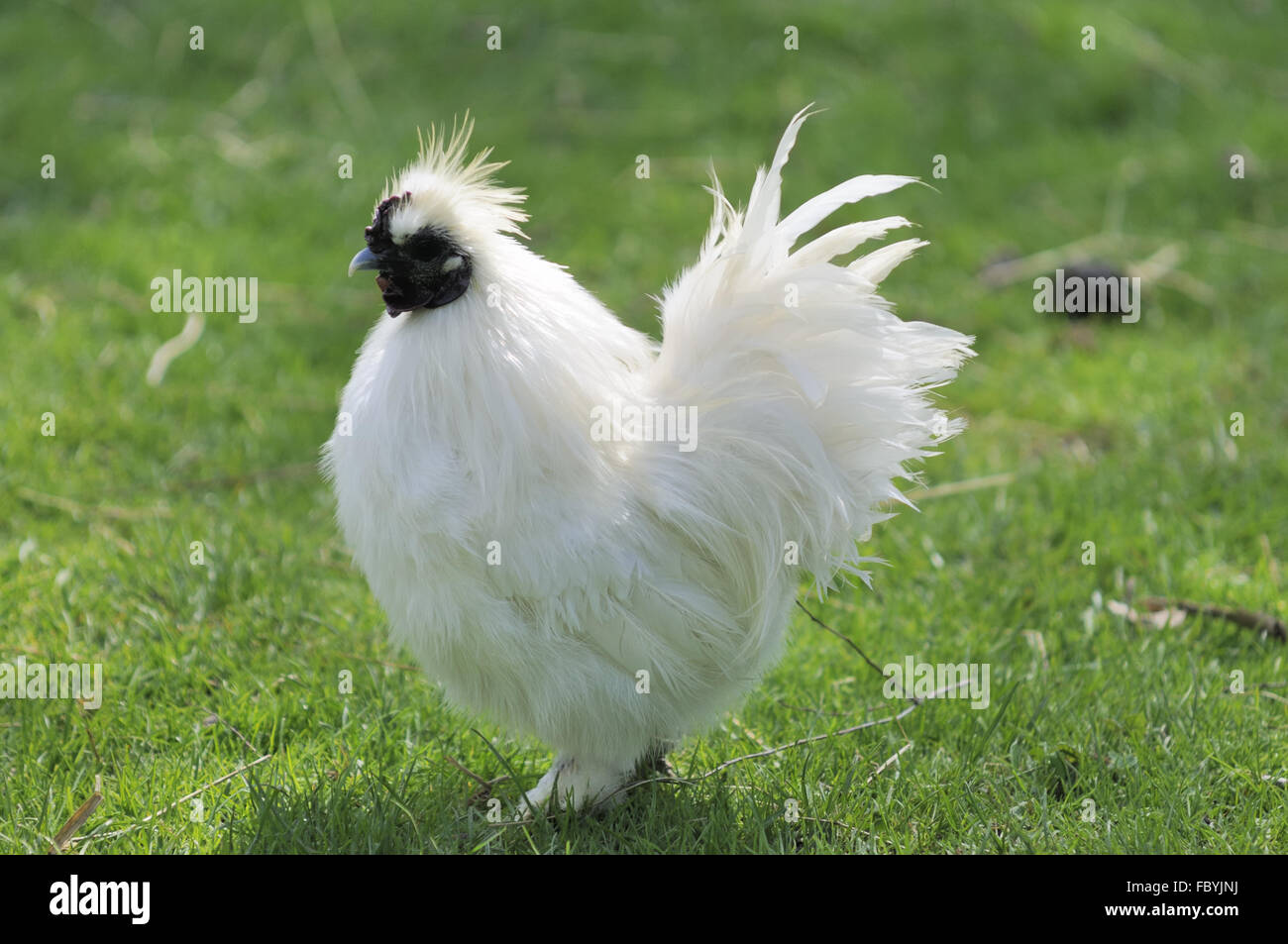 White silkie hen hi-res stock photography and images - Alamy