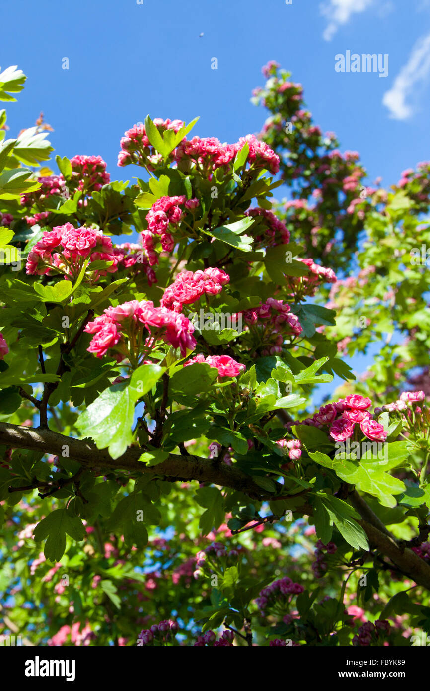 Crataegus cultivar hi-res stock photography and images - Alamy