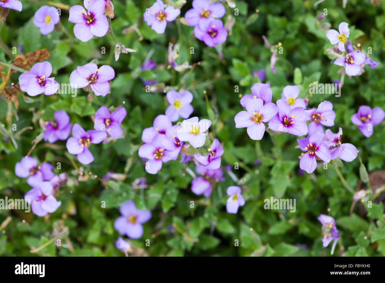 Veilchen Violett High Resolution Stock Photography and Images - Alamy