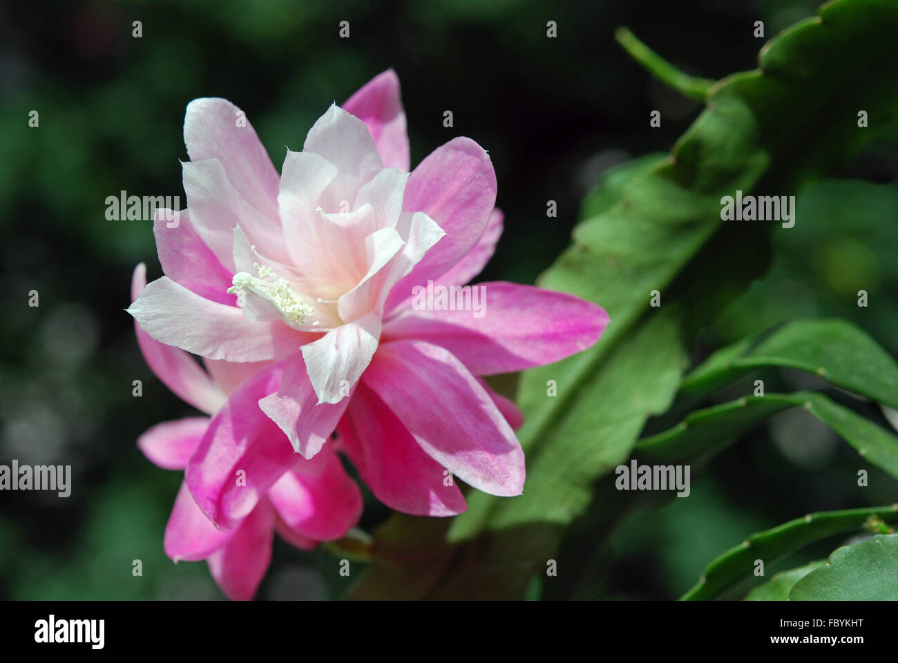 Pink epiphyllum cactus Stock Photo - Alamy