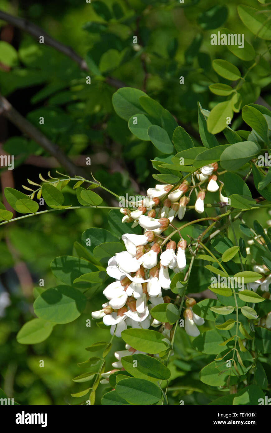 Flowering robinia in spring Stock Photo - Alamy