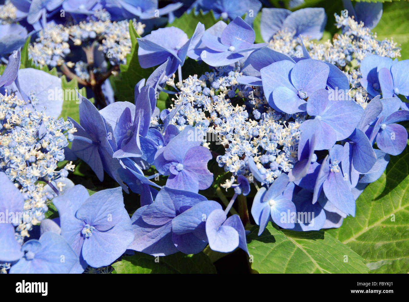 Cultivated hortensia hi-res stock photography and images - Alamy