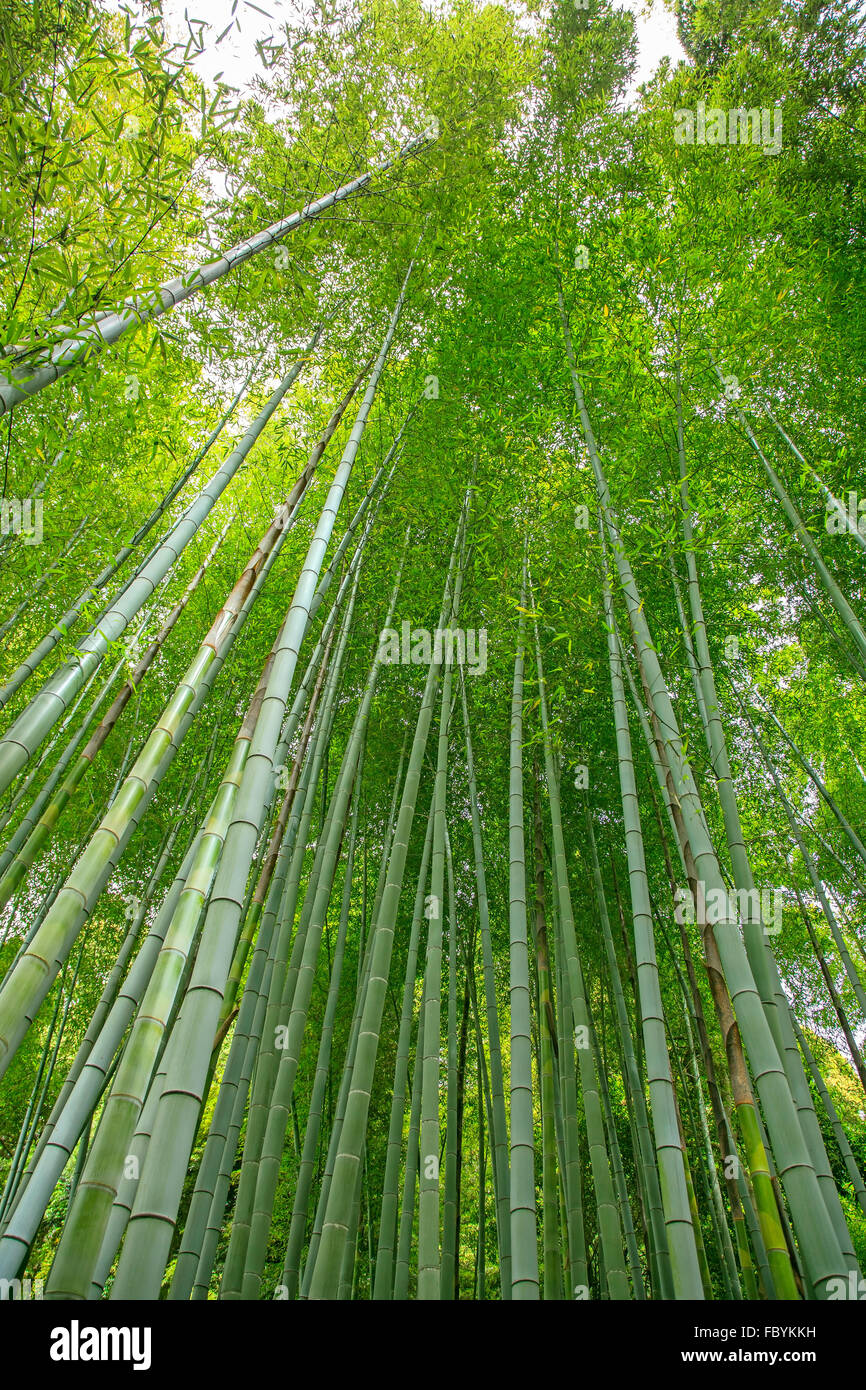 Bamboo sugar cane forest hi-res stock photography and images - Alamy
